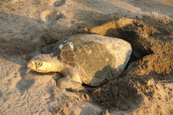 Carazo Áreas Protegidas - Mapa Nacional de Turismo