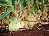 Municipio de Sébaco - Mapa Nacional de Turismo