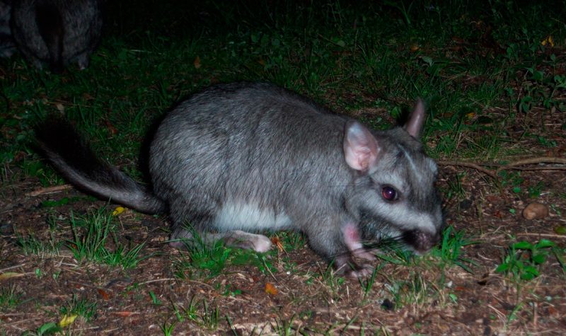 Nature of Quezalguaque - National Tourism Map