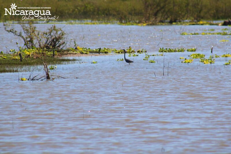 Naturaleza de Tisma - Mapa Nacional de Turismo